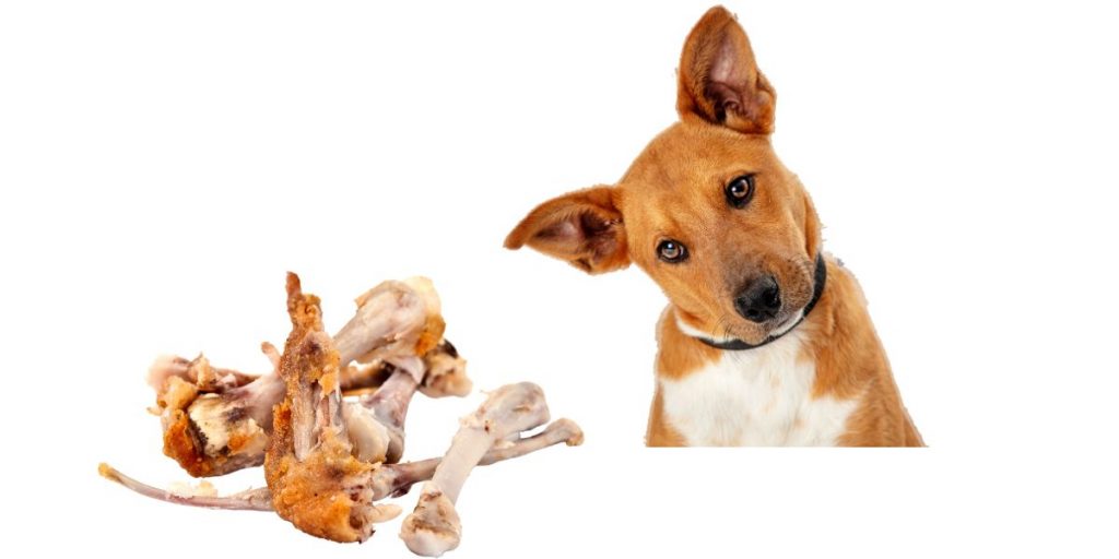 Can Dogs Eat Chicken Bones: A Complete Guide - Happy K9 Services
